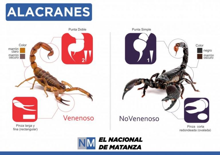 Alacranes: Lo que hay que saber y cómo estar prevenidos - El Nacional ...